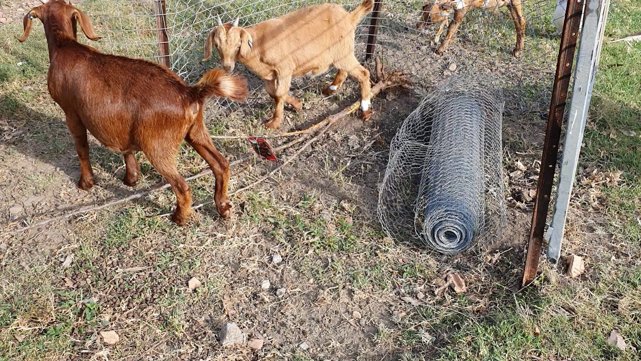 Crazy Goats/ Arms Family Homestead - YouTube