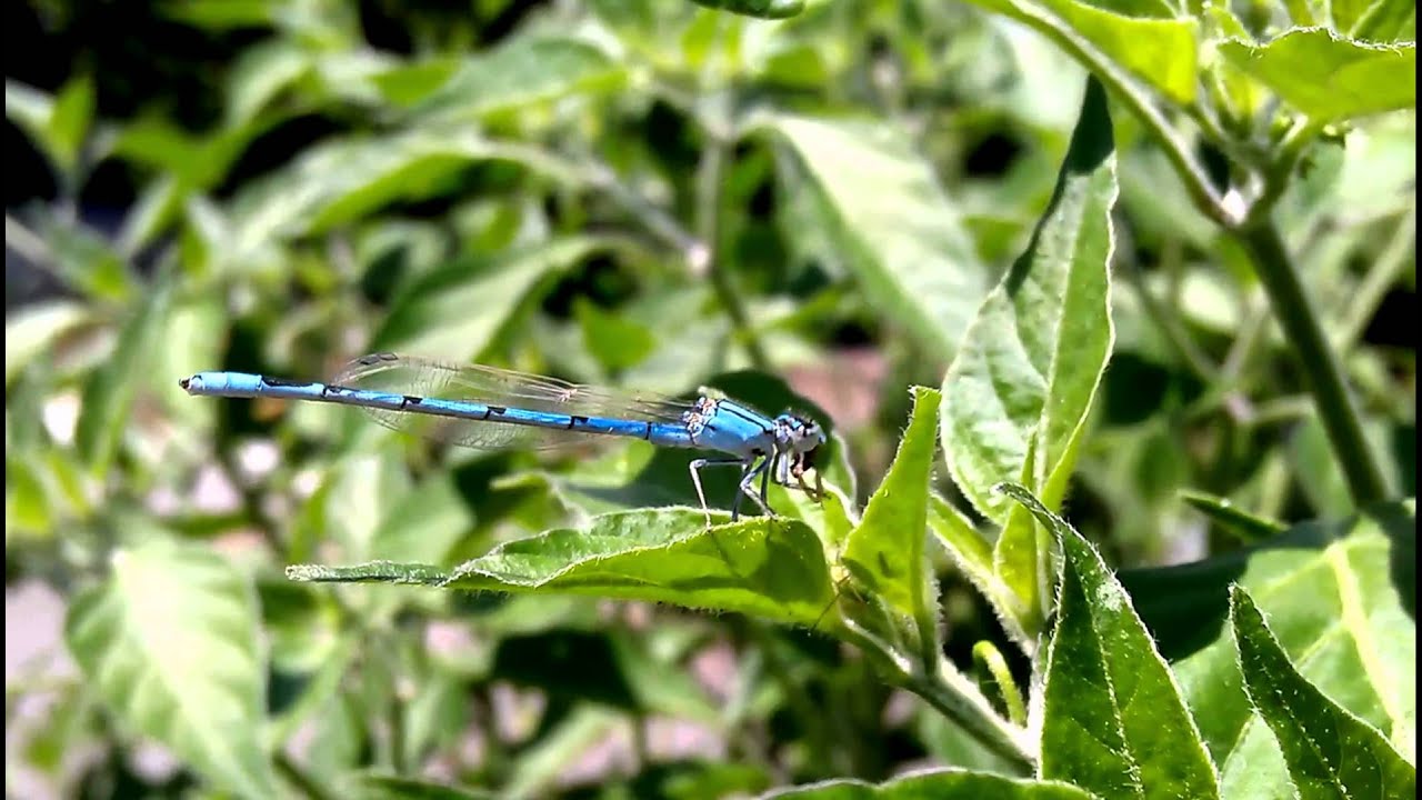 Dragonfly [Damselfly] eating a baby Praying Mantis - YouTube