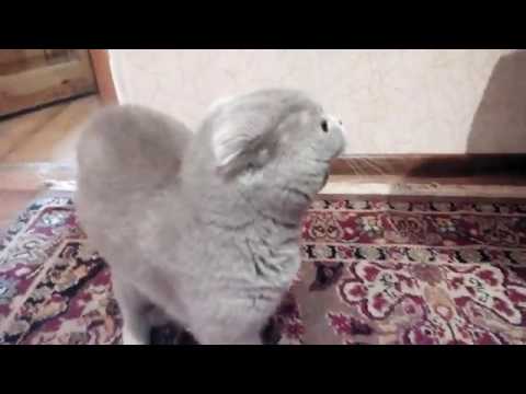 Angry talking cat - YouTube