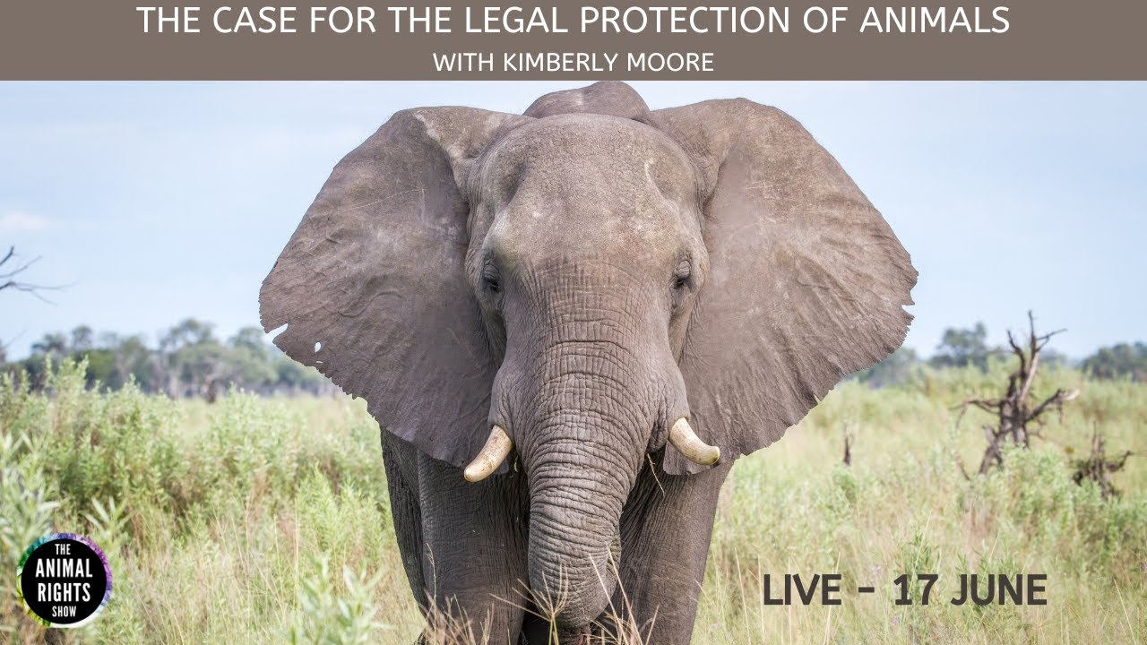 Animal Rights Show | The Case for the Legal Protection of Animals - YouTube