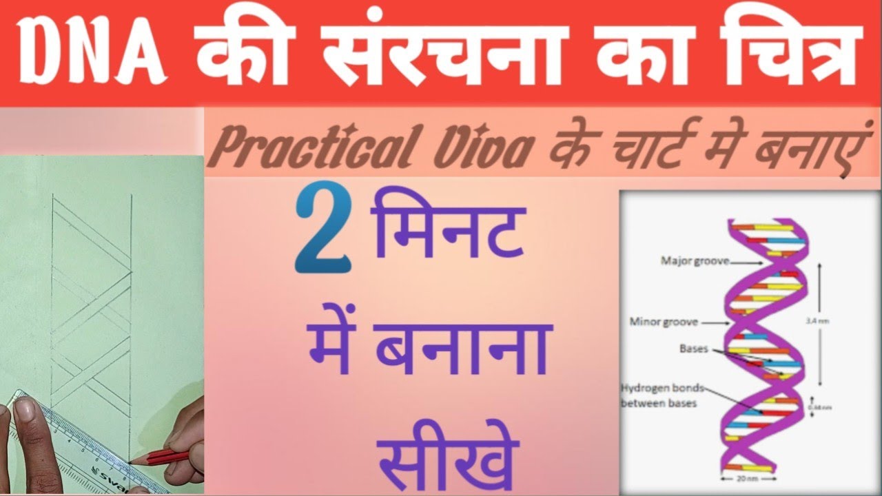 How to draw DNA double helix structure in chart paper।DNA helix diagram ...