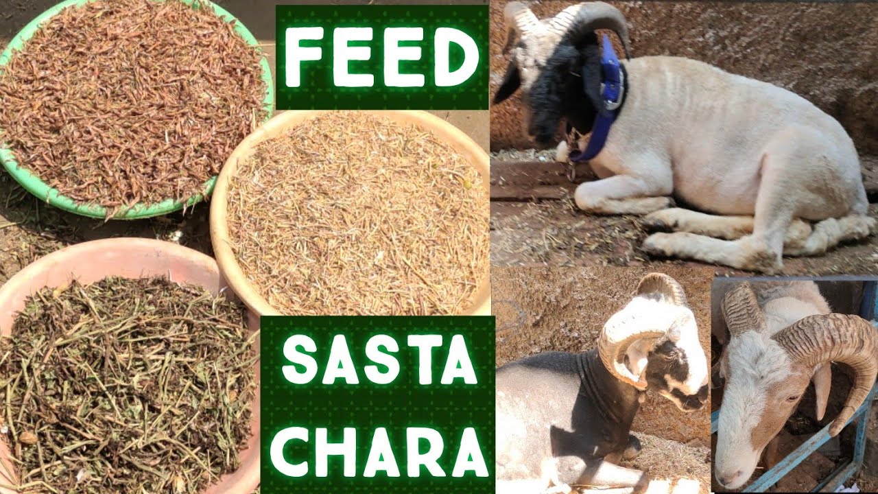 sasta chara tuwar bhunsa | chane ki kadi in hyd | phalli ka chara ...