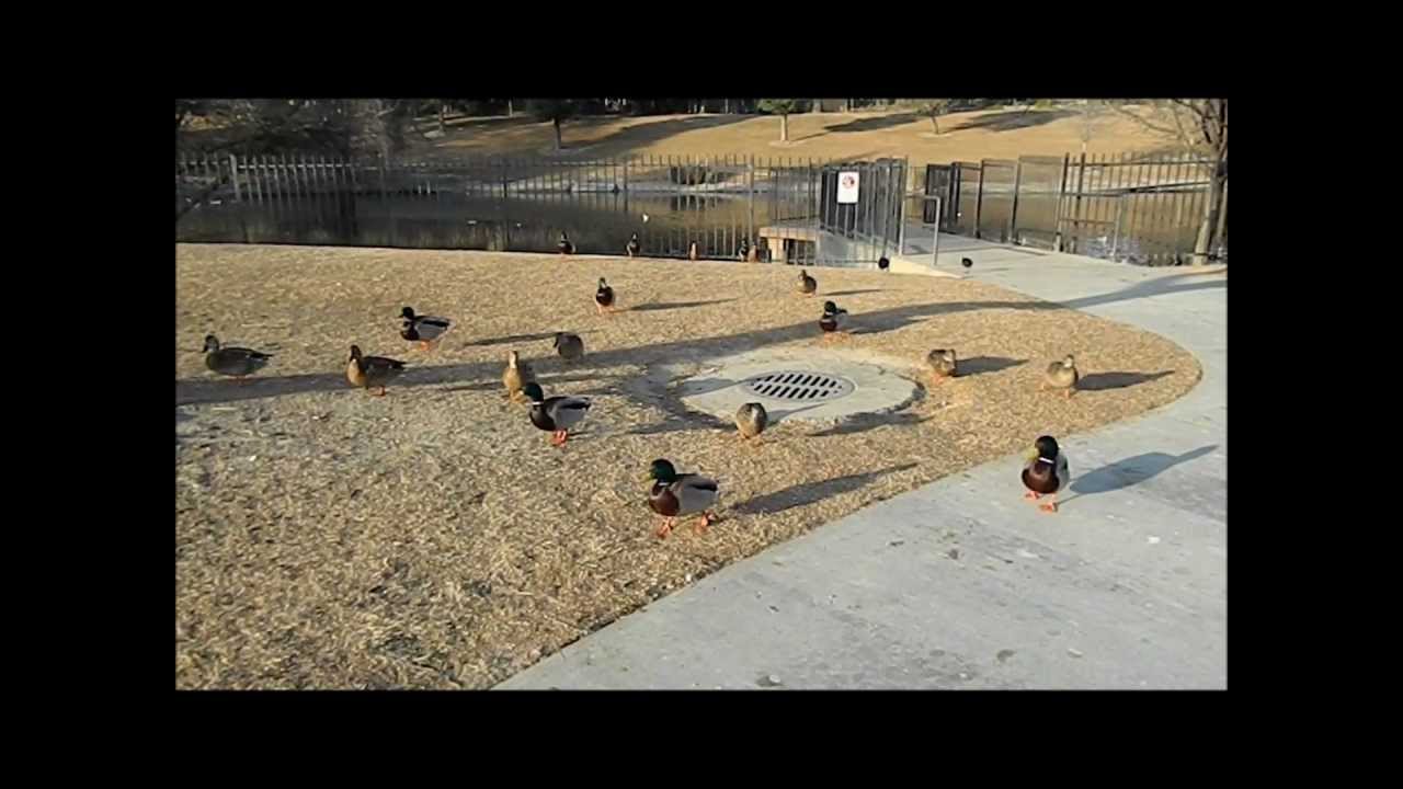 Parkour - A Short Day At The Park...DUCK STAMPEDE! - YouTube