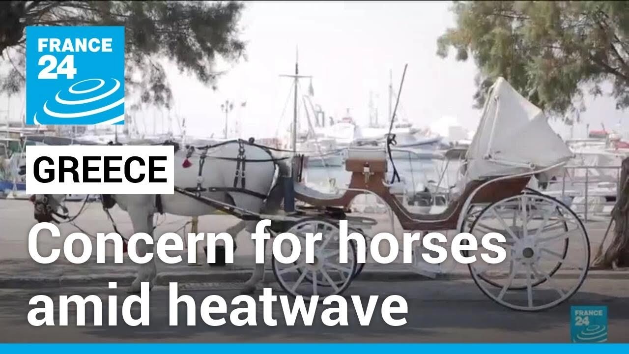 Extreme heat sparks concern for Greece's hard-working horses • FRANCE ...
