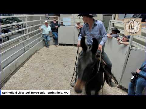 Springfield Livestock Horse Sales - Springfield, MO - YouTube