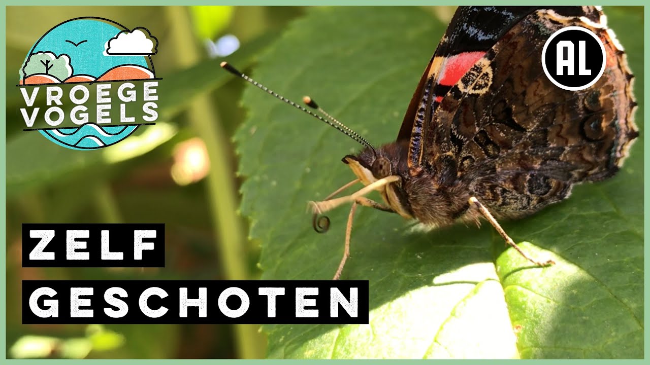 Atalanta maakt roltong schoon | Zelf Geschoten | Vroege Vogels - YouTube