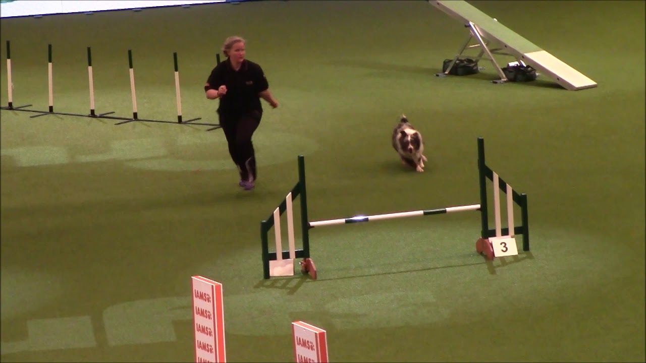 Crufts 2019 Agility 7/3/19 - YouTube