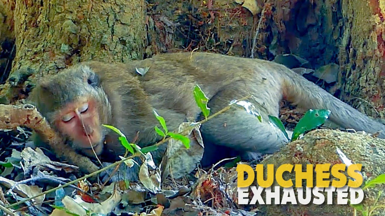 Million Pity Monkey Duchess Very Exhausted After Give A Birth, Poor ...