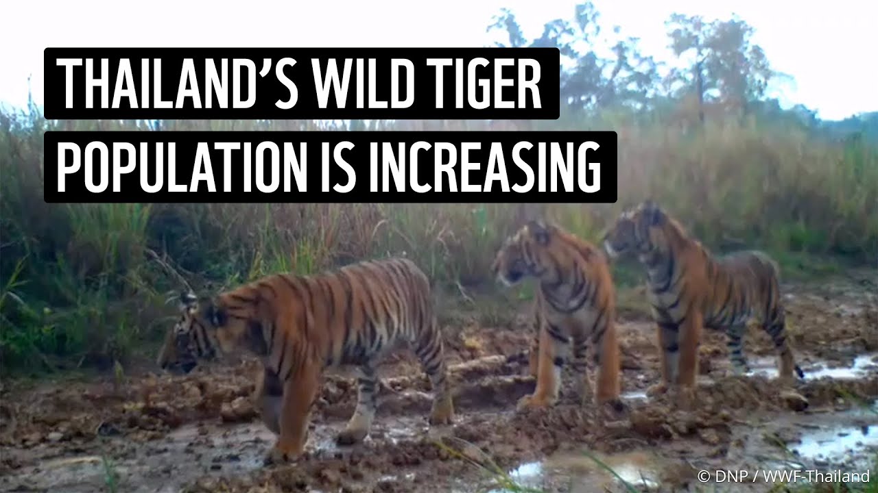 Global Tiger Day 2024 🐯 - YouTube