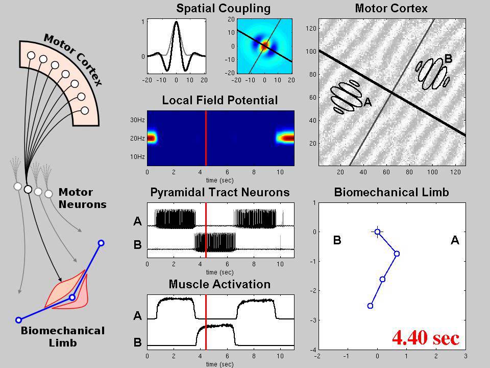 Motor Commands as Waves in Cortex - YouTube