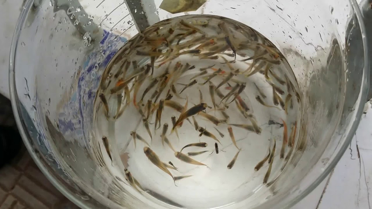 05-01-2017 DMC Central Karachi Chicken gunya and Dengue-01 - YouTube