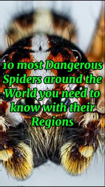 "10 most Dangerous Spiders Around The World you need to know" #Spiders# ...