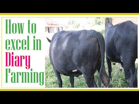 How to excel in Diary Farming at a low cost - YouTube
