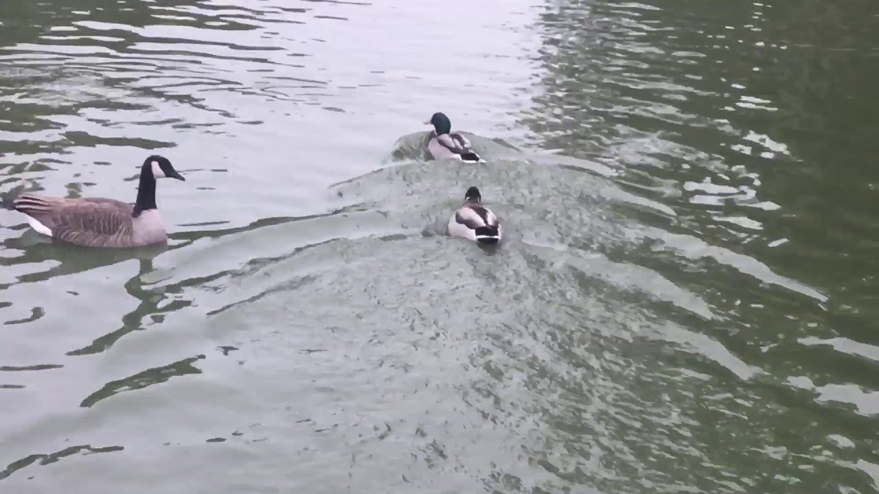 Ducks chasing each other - YouTube