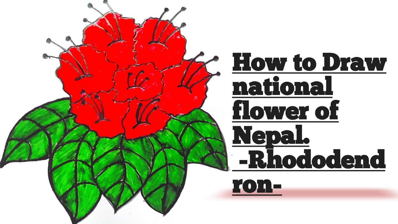 How to Draw a Rhododendron Flower (Step by Step) #flowers #rhododendron ...