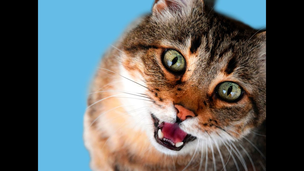 GATO MIANDO 🐈 [SOM DE MIADO DE GATO] 🐱 - YouTube