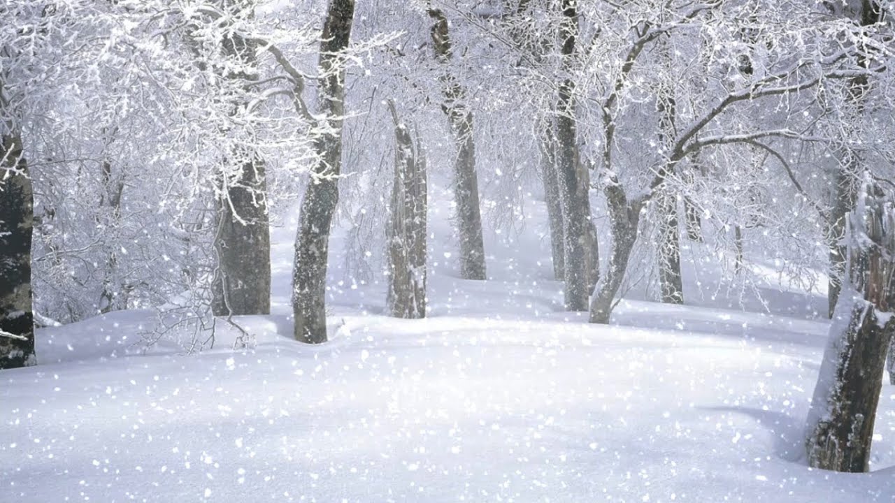 Winter Forest Ambience with Calming Snowfall and Meditation Music - YouTube
