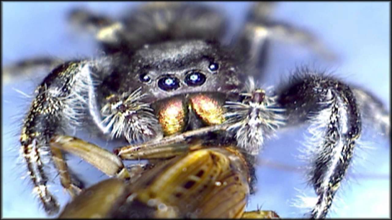 Spider eating a Cricket under a Microscope - What kind of Spider is ...