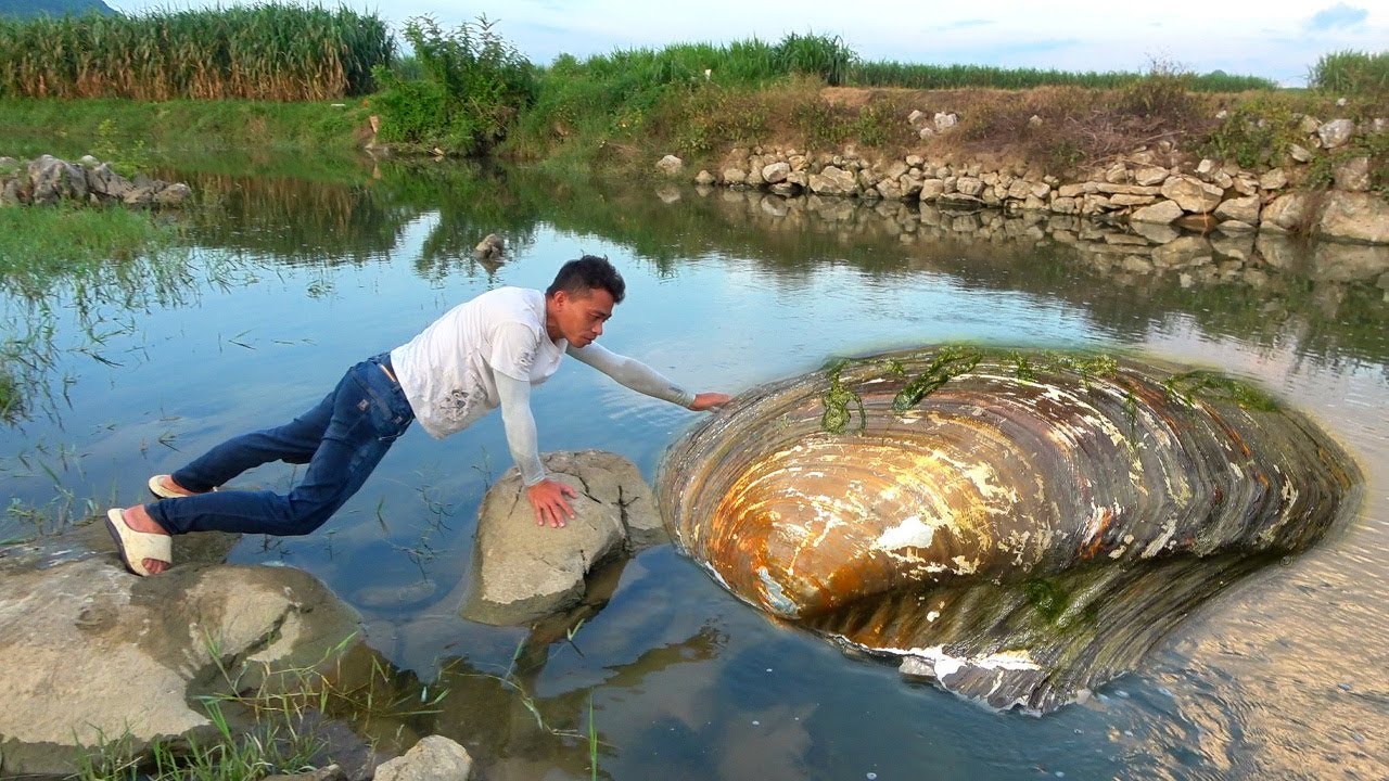 The beautiful woman discovered a freshwater giant clam containing ...