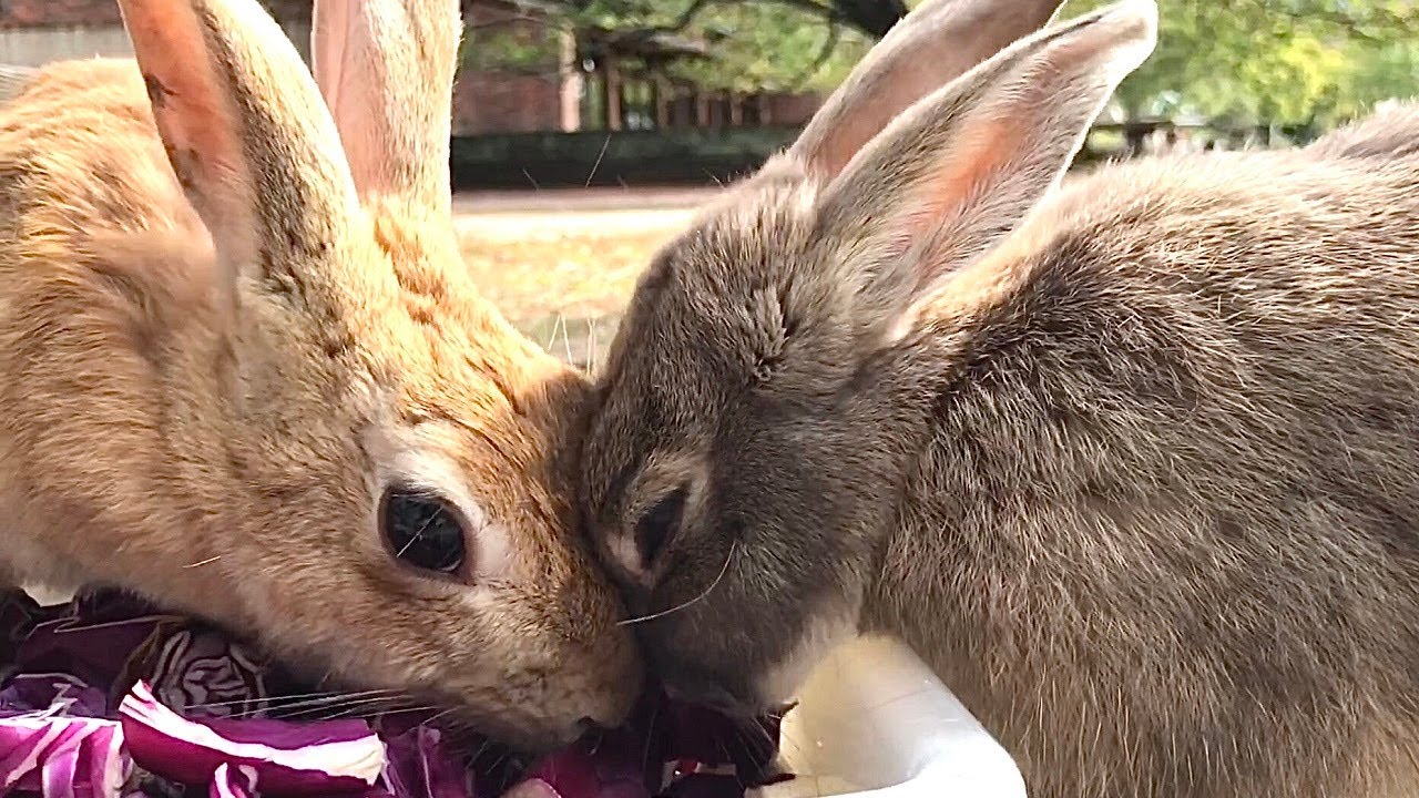 Rabbit bumping its head - YouTube