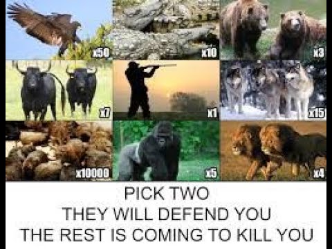 JPBM TwitchClips - Pick 2 Animals To Defend You - YouTube