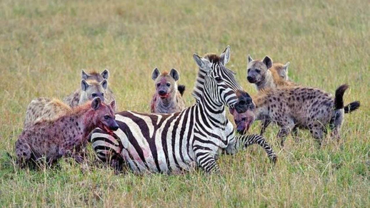 Crazy Moments Wild Animals Eating Their Preys #wildlife #wildanimals # ...