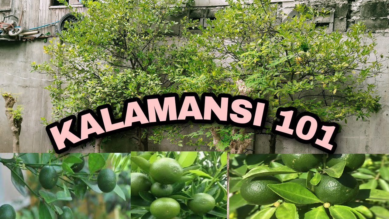 KALAMANSI 101 Part 1 - YouTube