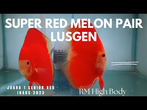 Super Red Melon Pair - Lusgen - YouTube
