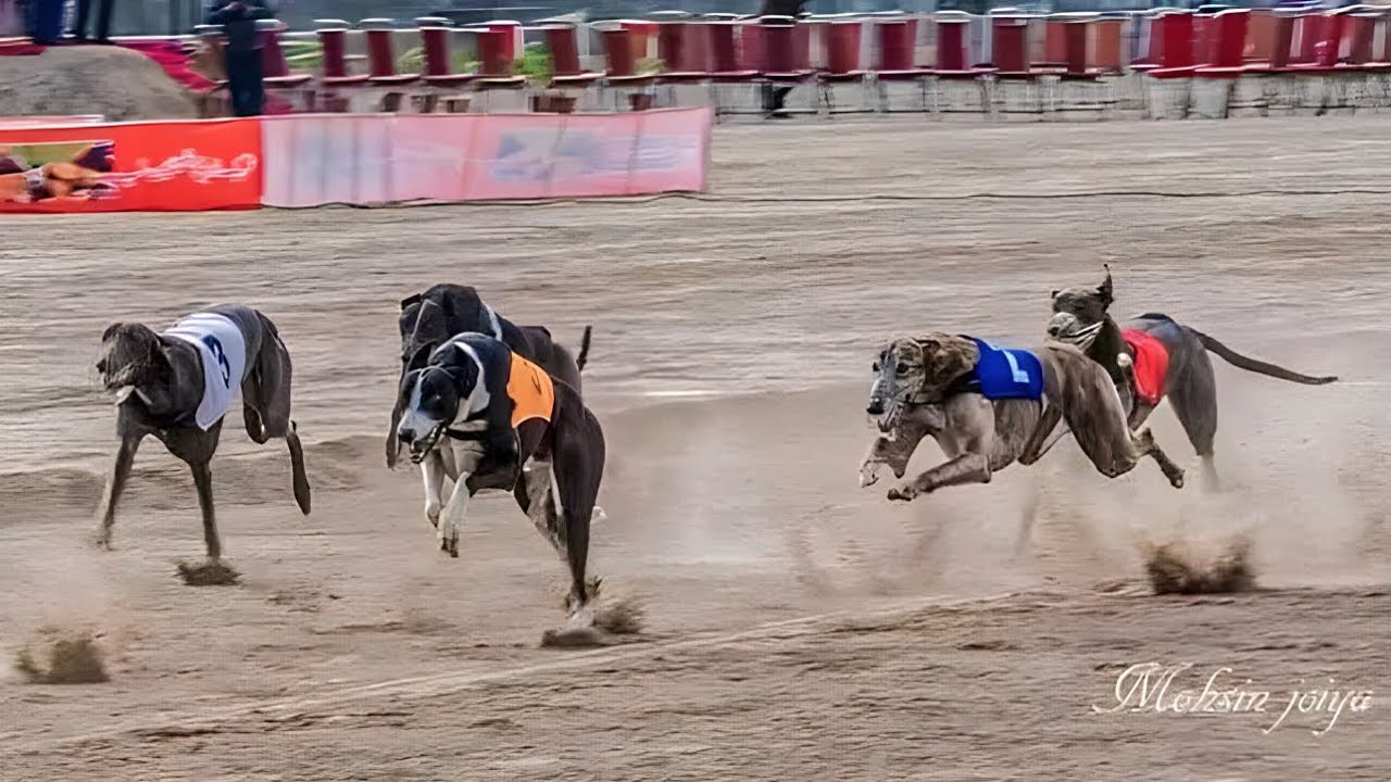 Dog Race | Greyhound Lovers Racing | Wildlife | Animals | Rabbit | Win ...