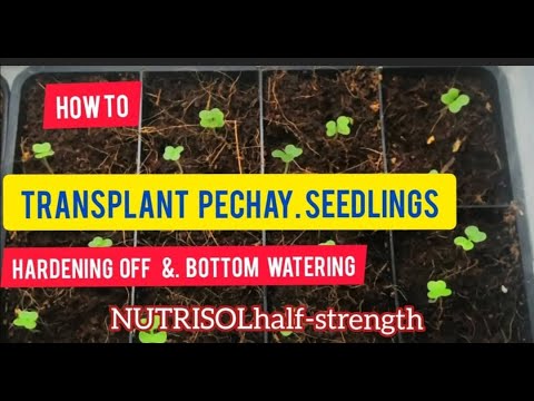 How to transplant Pechay seedlings - YouTube