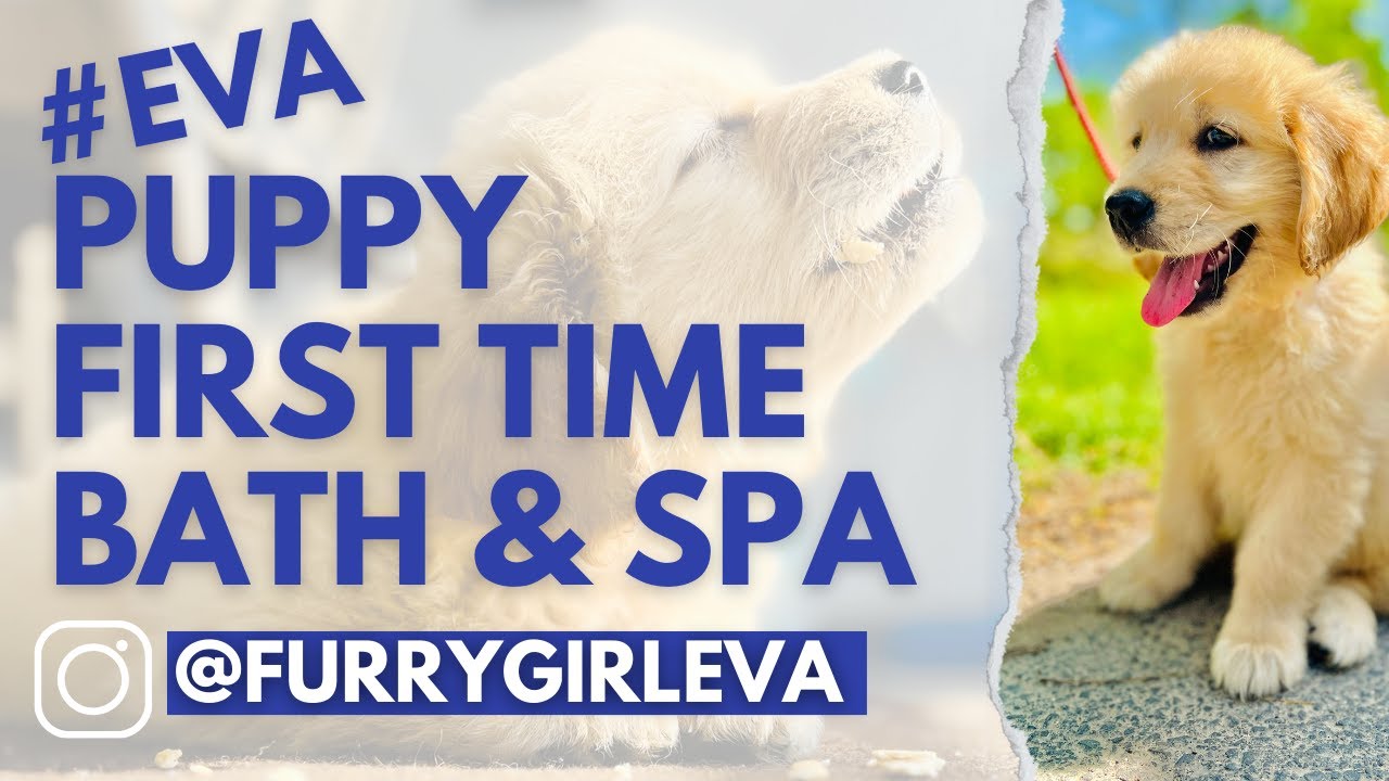 Puppy First Time Bath & Spa | Pet Grooming | Dog Spa Chandigarh - YouTube