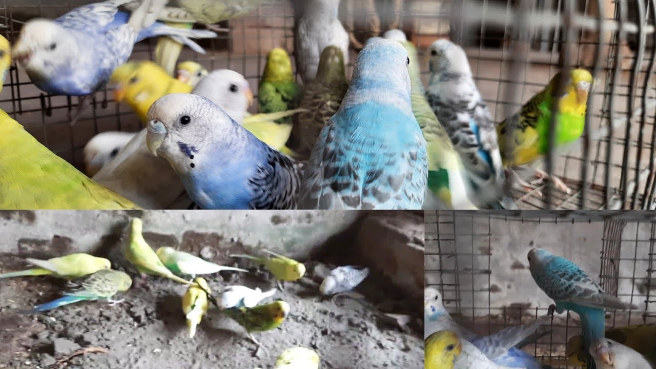 release 10 pair Budgies into colony - YouTube