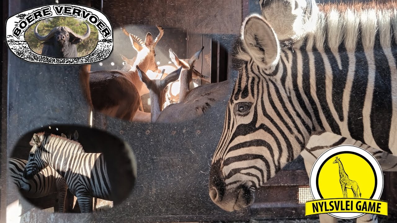 zebra and impala capture #nylsvleigametraders - YouTube