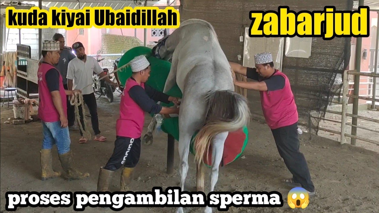 proses pengambilan sperma kuda zabarjud milik kiyai Ubaidillah - YouTube