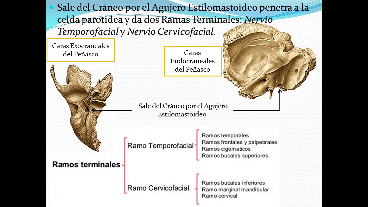 VII Par Craneal o Facial - YouTube