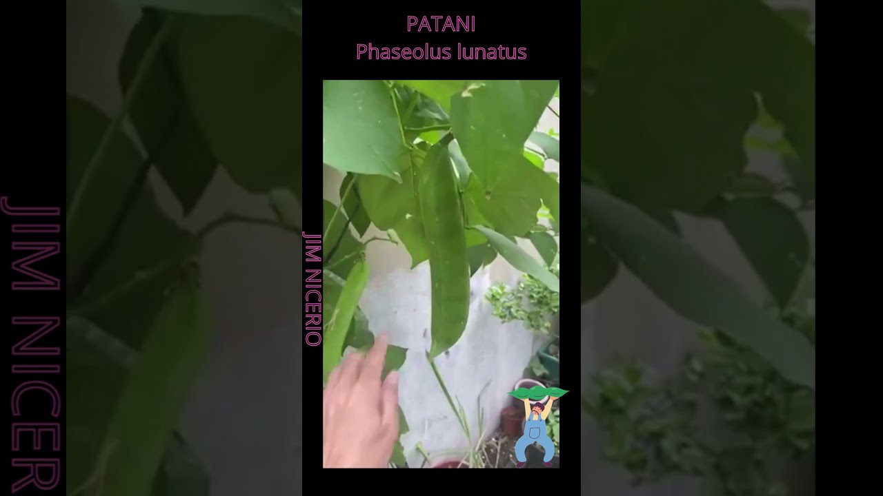 BIGGEST PATANI Phaseolus lunatus / PERKULIS / LIMA BEANS #SHORTS - YouTube