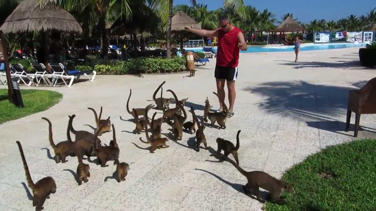 Mexico - Riviera Maya - Grand Palladium Resort and Spa - Tulum ...