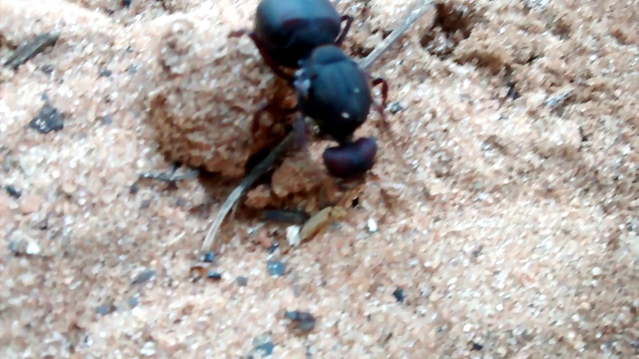 Olha o que encontrei, uma formiga azul - YouTube