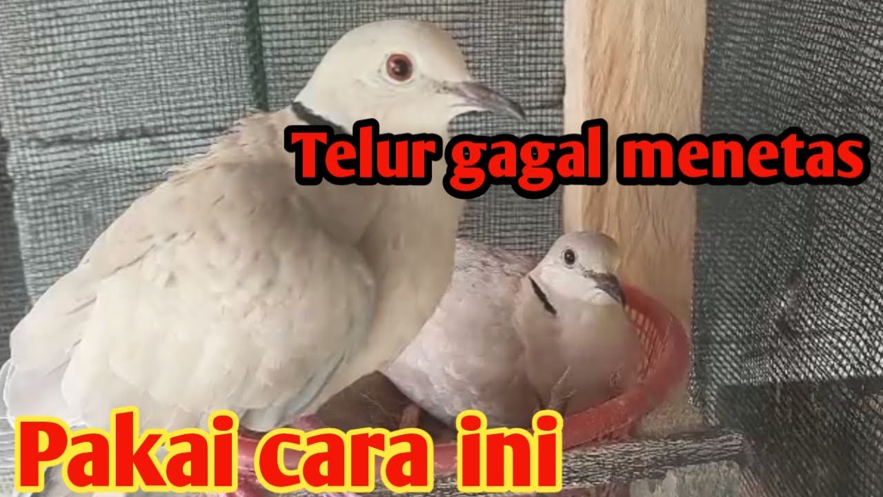 Burung merpati,tekukur Jawa,balam Jawa,cara agar telur burung tidak ...