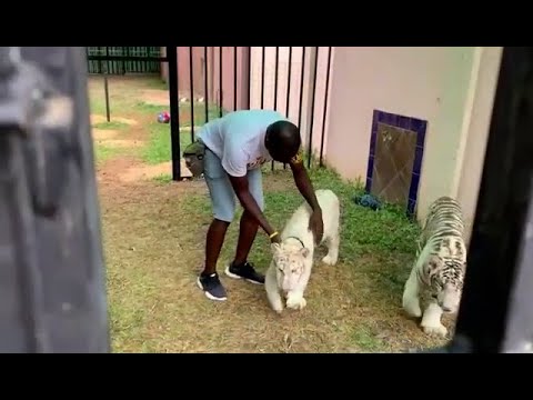 Meet the Tigers in Freedom Jacob Caesar's home - YouTube