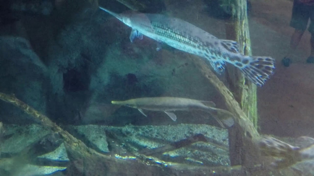 Freshwater Spotted Gar - Lepisosteus oculatus - YouTube