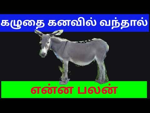 கழுதை கனவில் வந்தால் என்ன பலன்/Kaluthai kanavil vanthal palan/All in ...