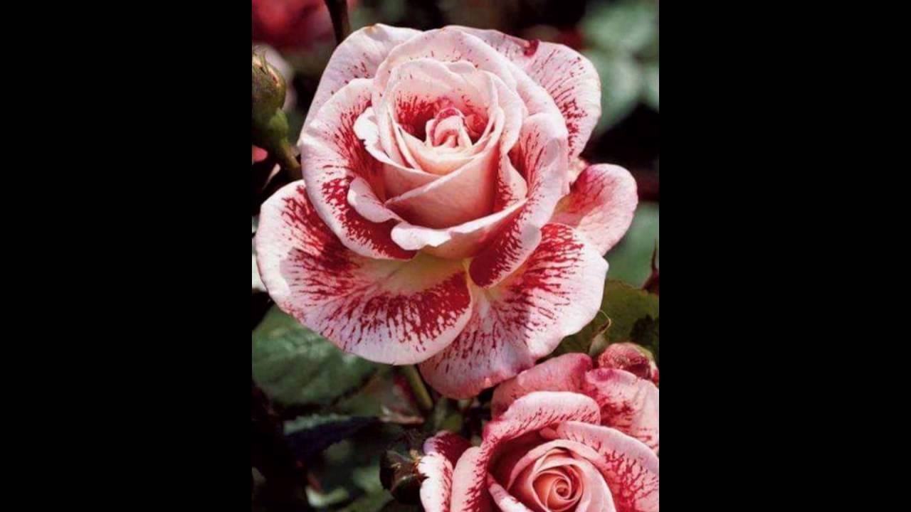 LOVE TOO MUCH ROSES - YouTube