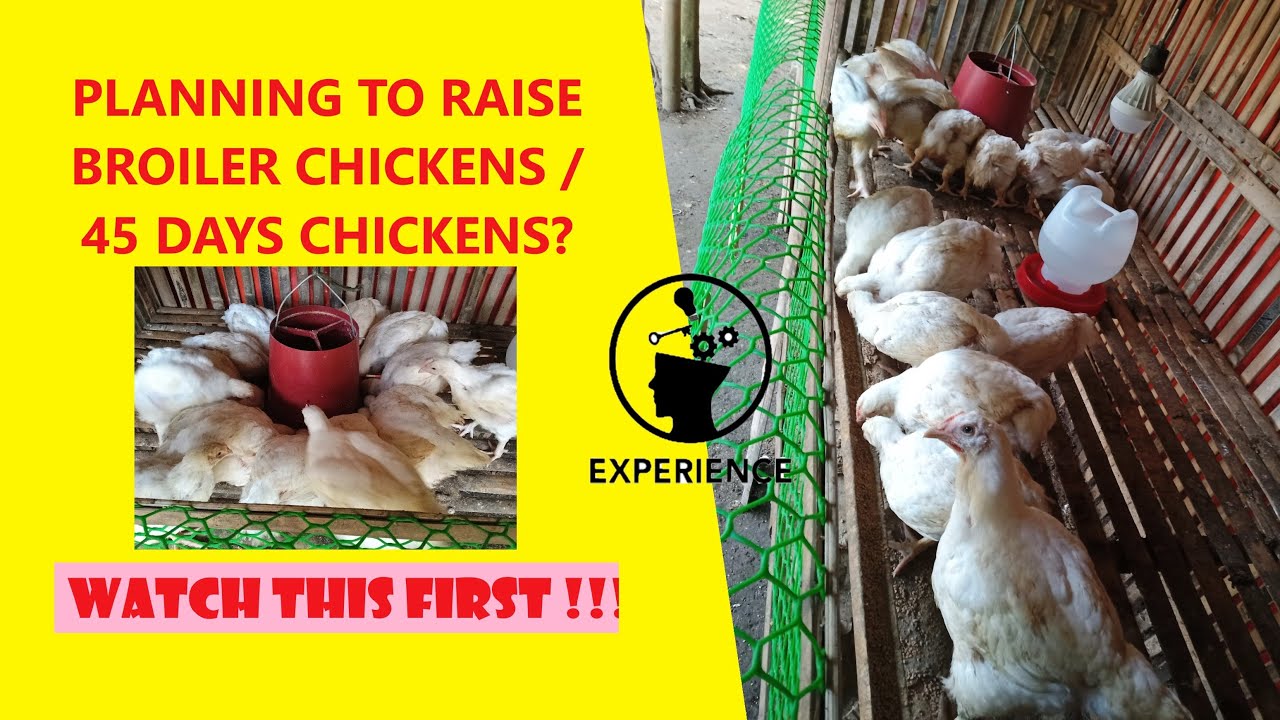 My Own Experience in Raising Broiler Chickens (45 Days Chicken) - YouTube