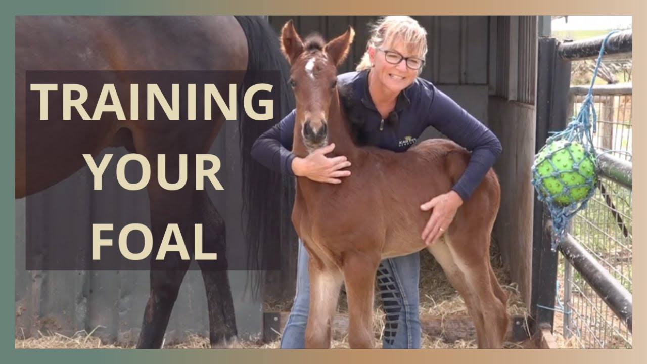 Foal Handling Tips In The First Few Days - YouTube