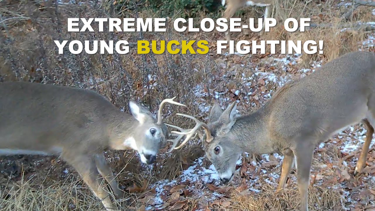 Extreme Closeup of Young Bucks Fighting! (4K) #bucks #fighting - YouTube