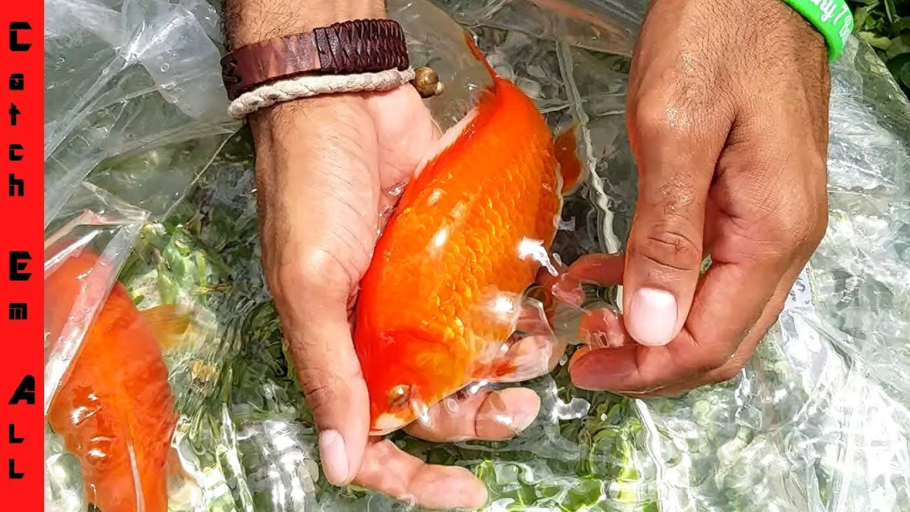 WORLD'S BIGGEST GOLDFISH! **2 Goldfish Mountains of Mini Mu** - YouTube