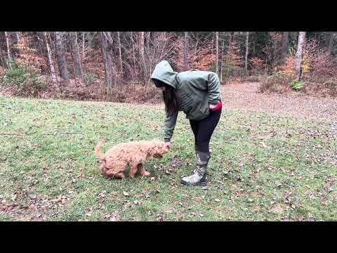 Hudson - trained labradoodle four months old - YouTube
