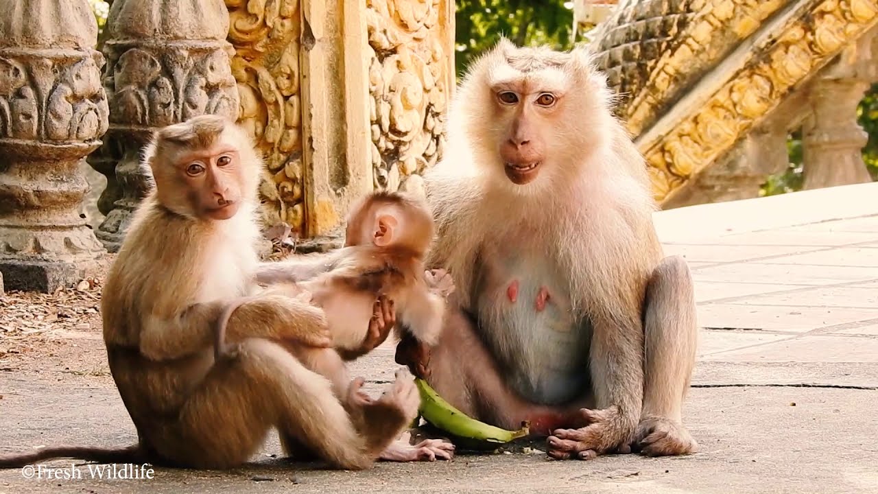 Jealousy Sister Monkey with Her Brother - YouTube