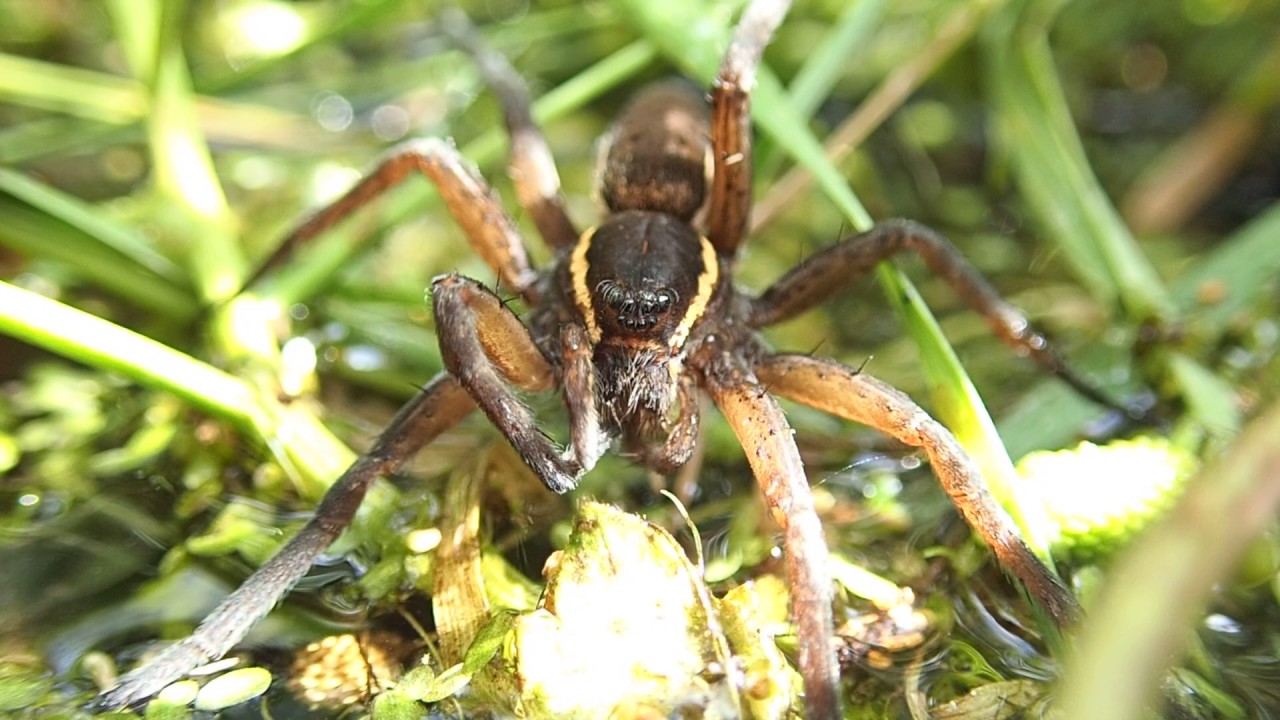 Fen Raft Spider - YouTube